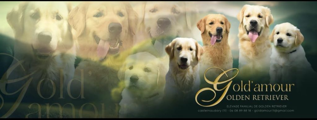 Accueil - Elevage goldamour - eleveur de chiens Golden Retriever